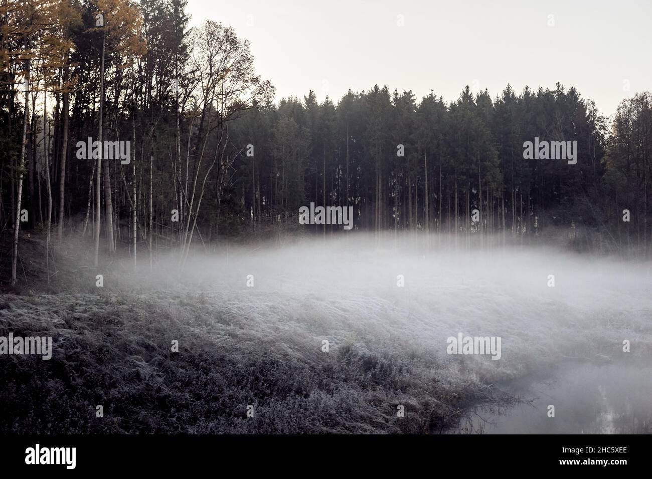 Cold autumn morning in the wilderness with dense fog surrounding the ...
