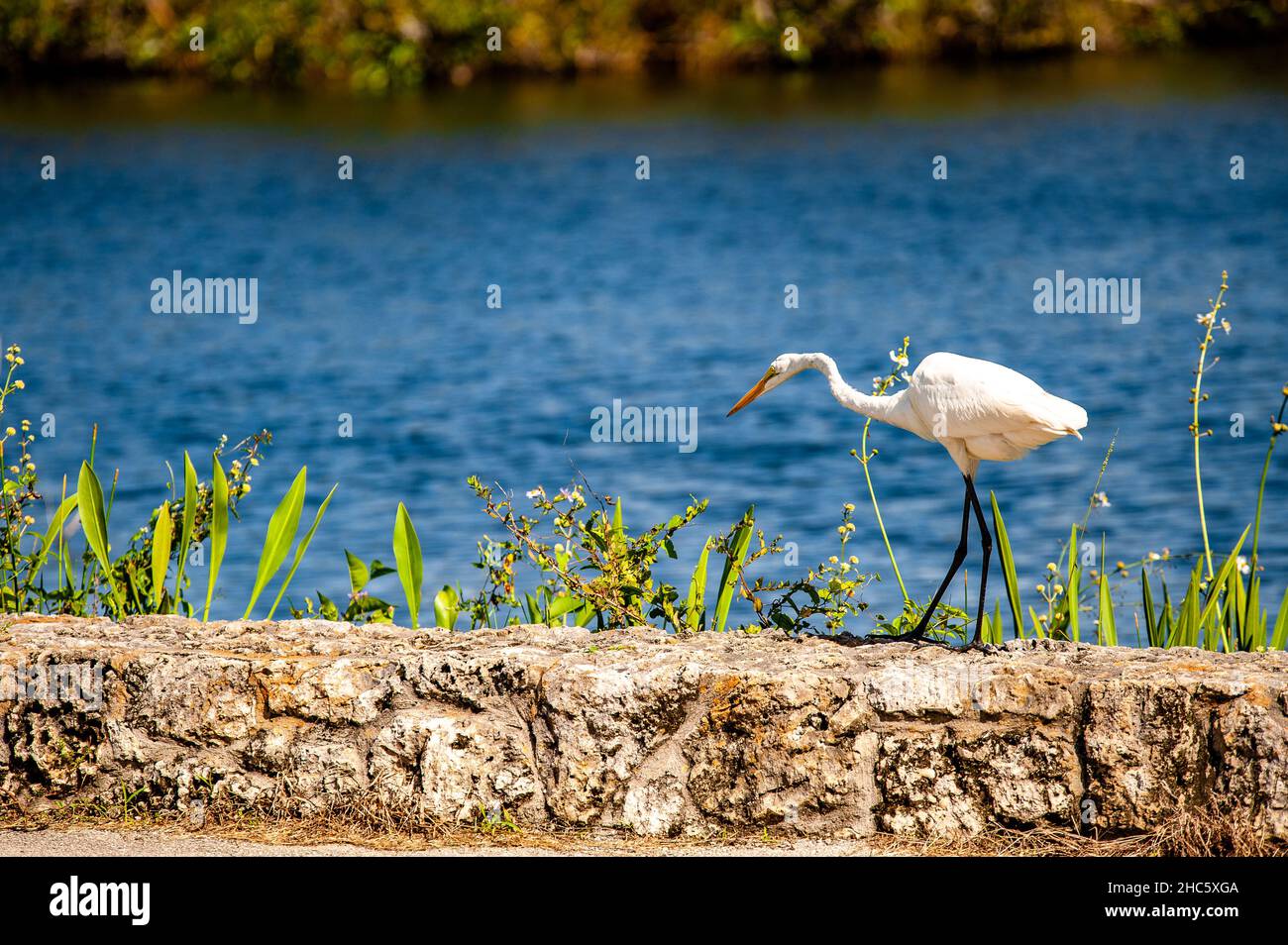White stork walking hi-res stock photography and images - Alamy