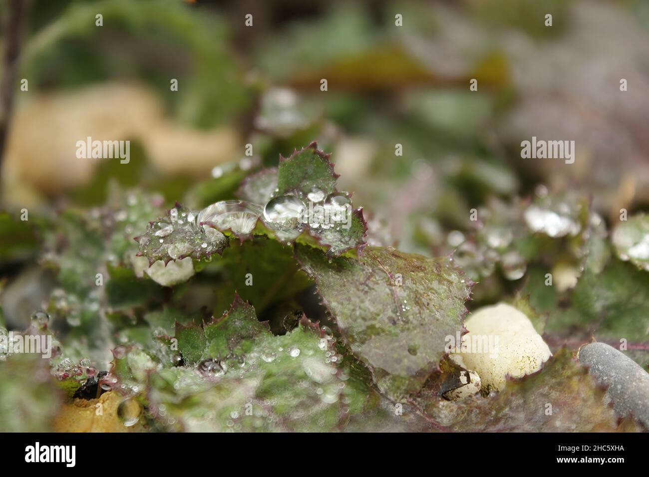 Macro shot of frozen raindrops on a plant during the day Stock Photo ...