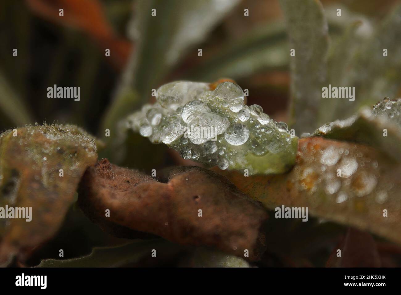 Macro shot of frozen raindrops on a plant during the day Stock Photo ...