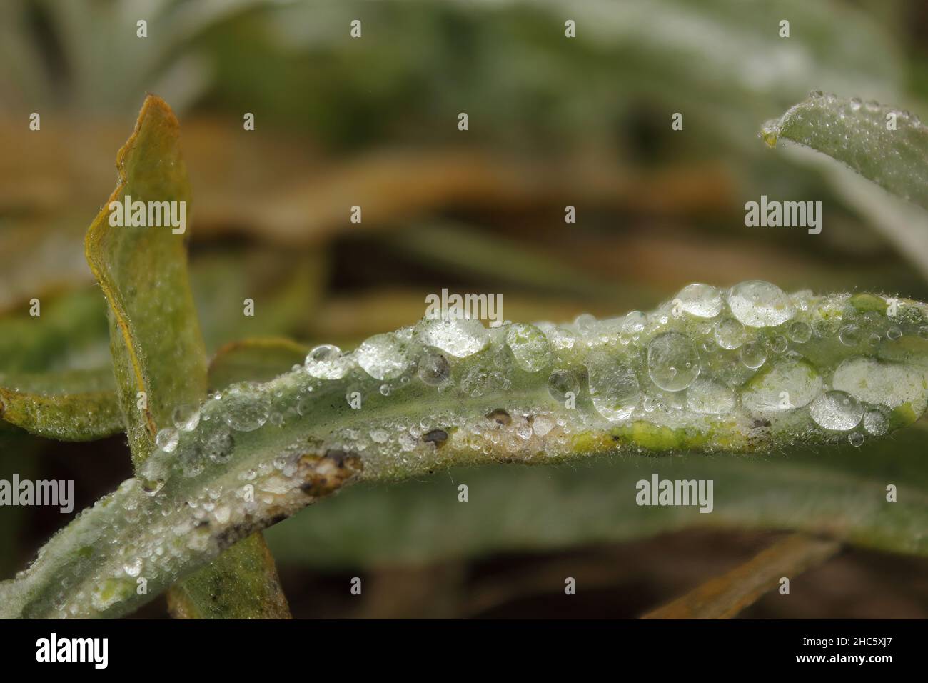 Macro shot of frozen raindrops on a plant during the day Stock Photo ...