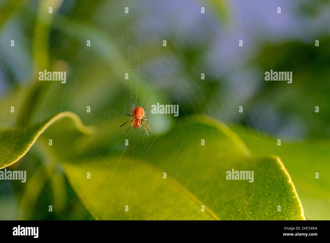 Tiny red spider making the spider web and green big leaves on the ...
