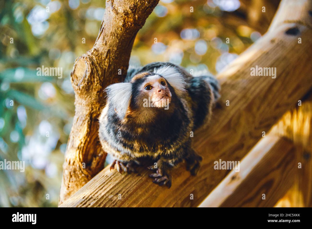 Cute monkey sitting on a wooden log and looking up with blurred green ...