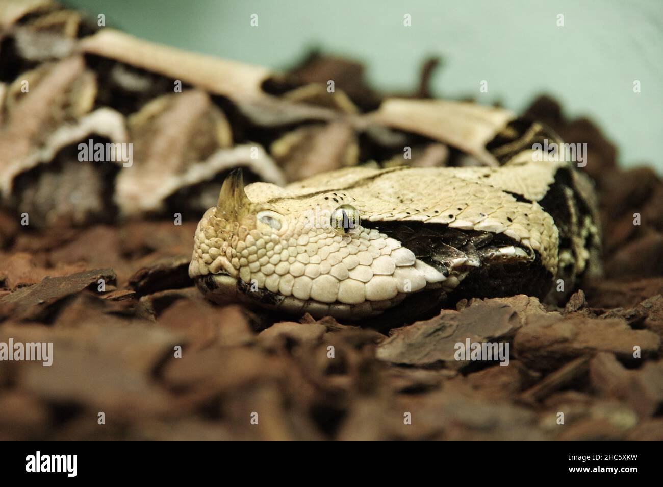 Portrait yellow snake horn hi-res stock photography and images - Alamy