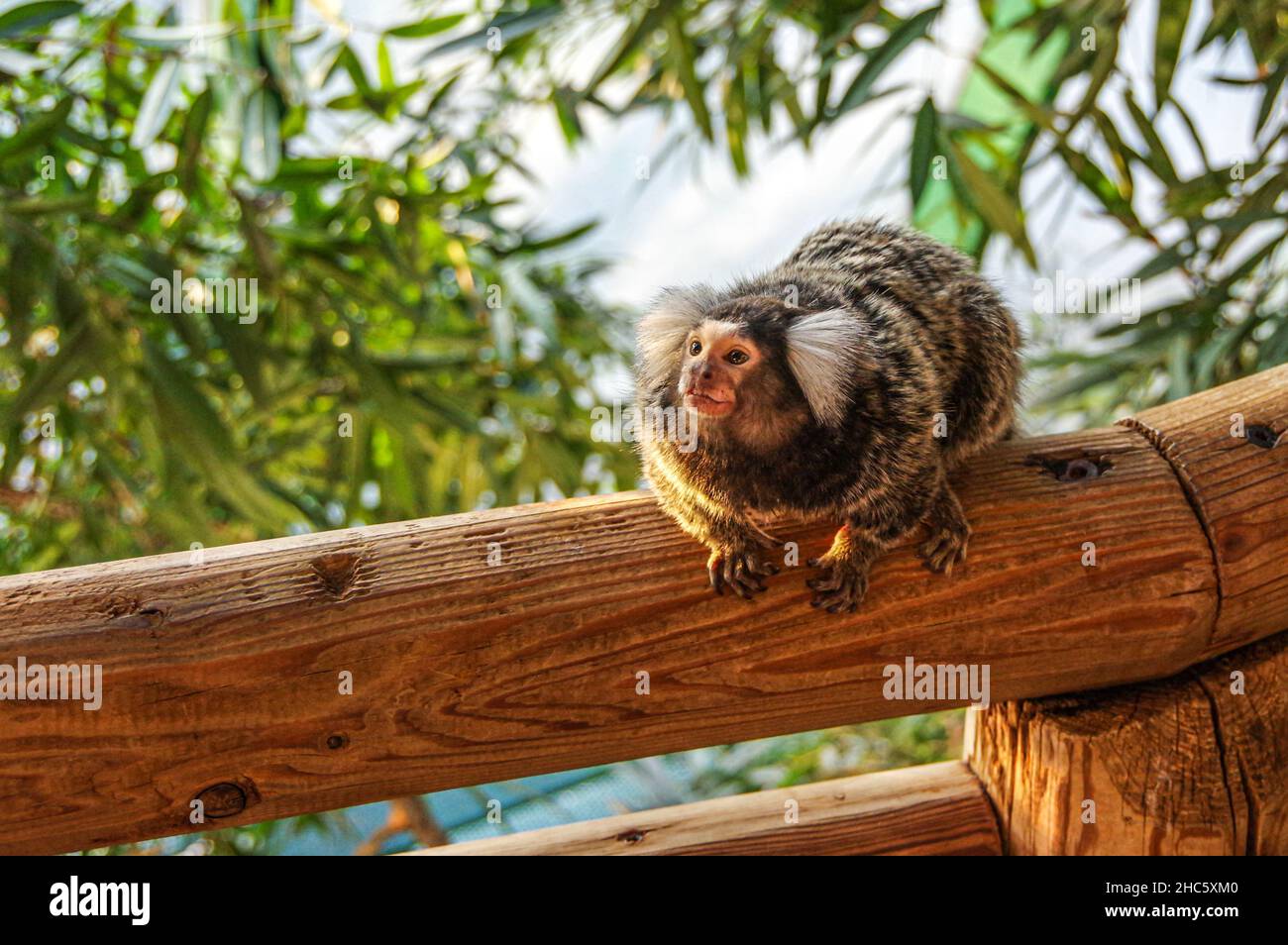 Cute monkey sitting on a wooden log with green trees in the back Stock ...