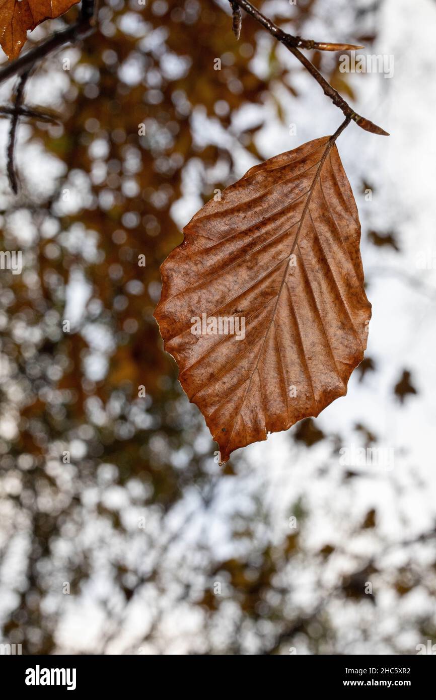 Golden dry leaf hi-res stock photography and images - Alamy