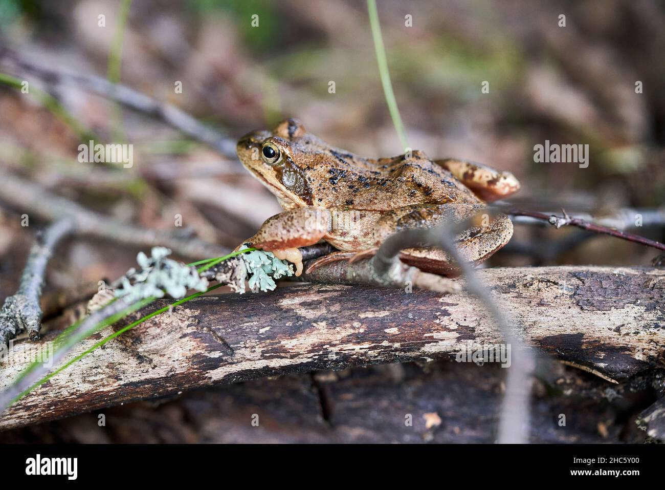 The common frog (Rana temporaria), also known as the European common ...