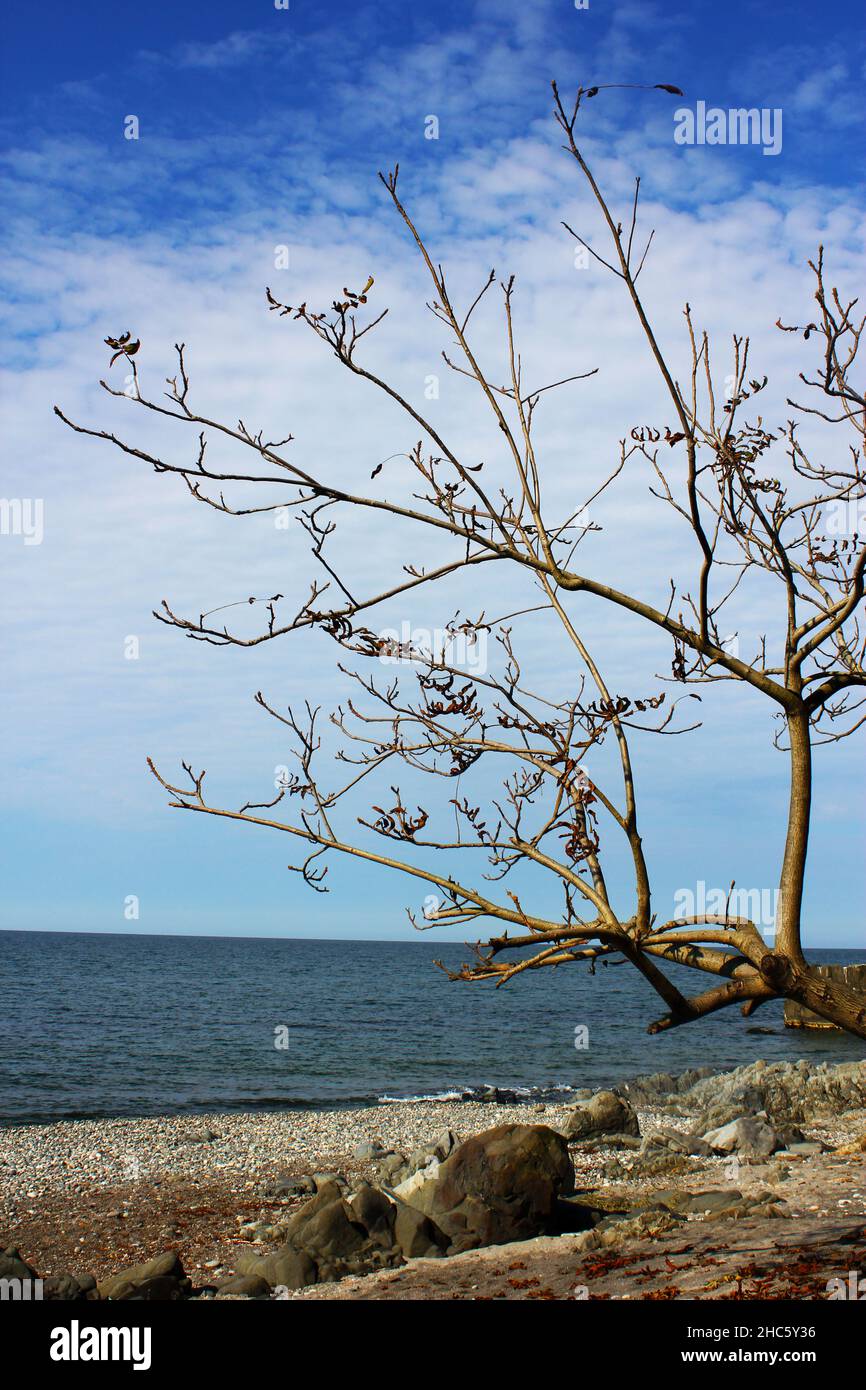Dry tree on the lake shore Stock Photo - Alamy