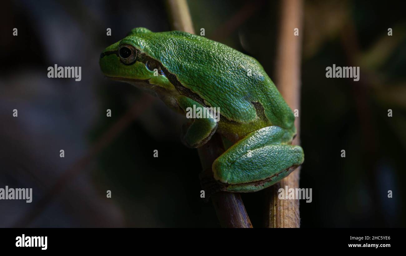Green tree frog with grey lines on him sitting on plant branch in ...