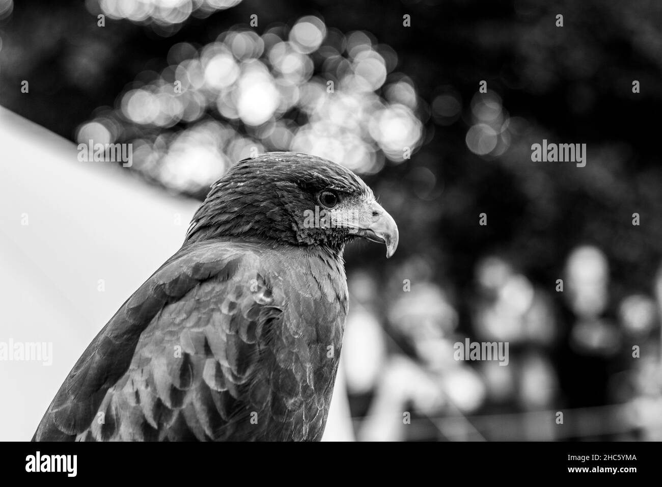 Close-up shot of an eagle isolated on a blurred background in grayscale ...