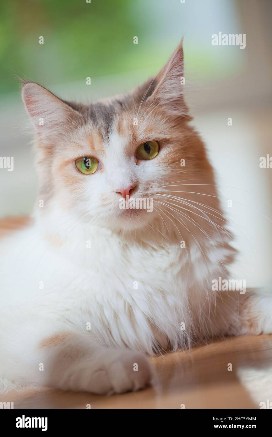 Vertical shot of a ginger cat with green eyes sitting on the floor ...
