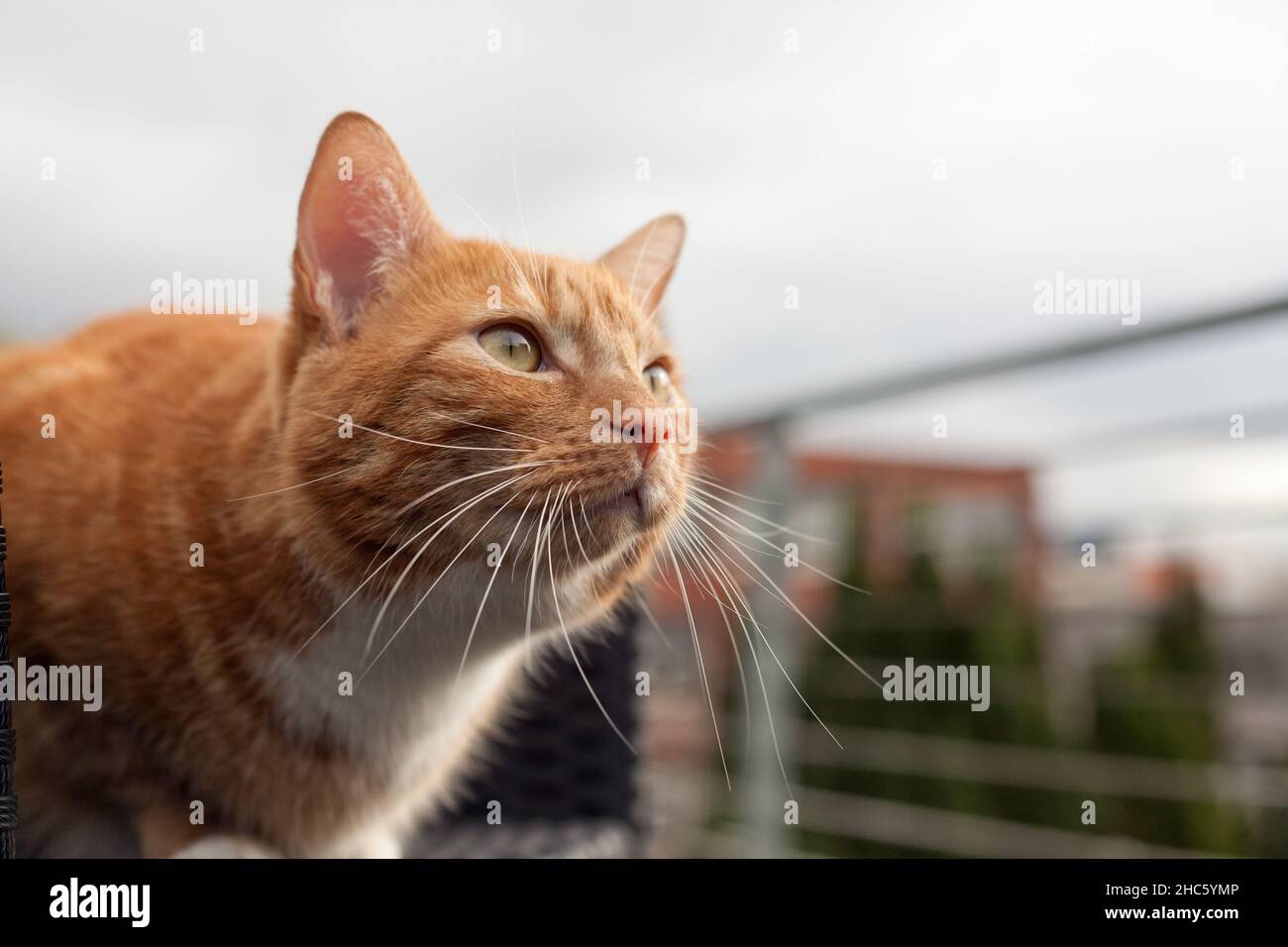 Orange cat attentively staring at one point on the black chair in the ...