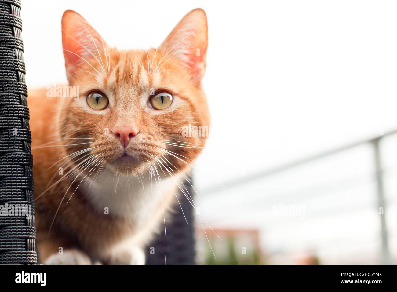 Orange cat attentively staring at one point on the black chair in the ...