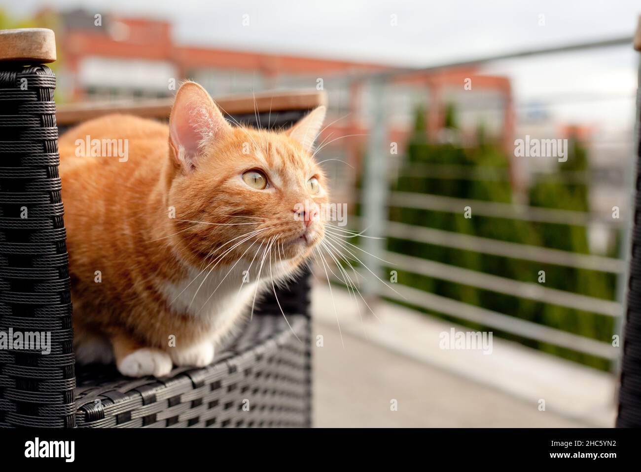 Orange cat attentively staring at one point on the black chair in the ...