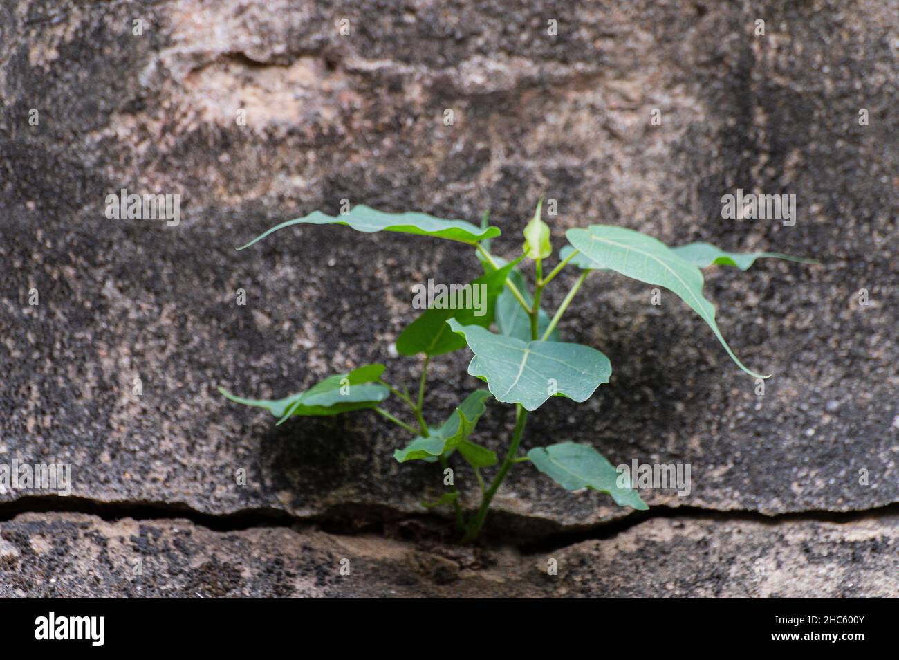 Ficus religiosa or sacred fig tree, growing on old wall. Also known as ...