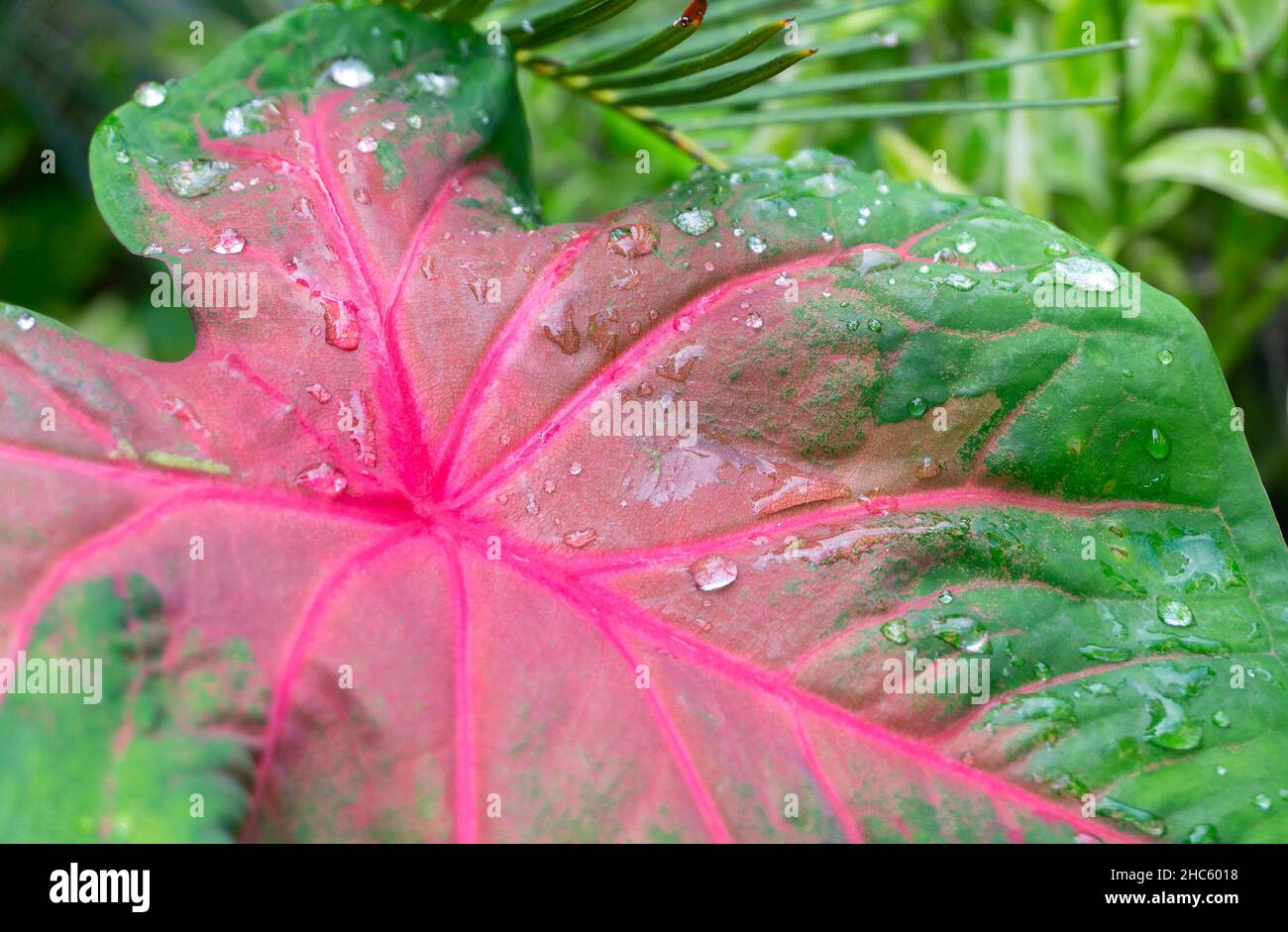 Patabahar or patabahari plant, Codiaeum variegatum, beautiful plant ...