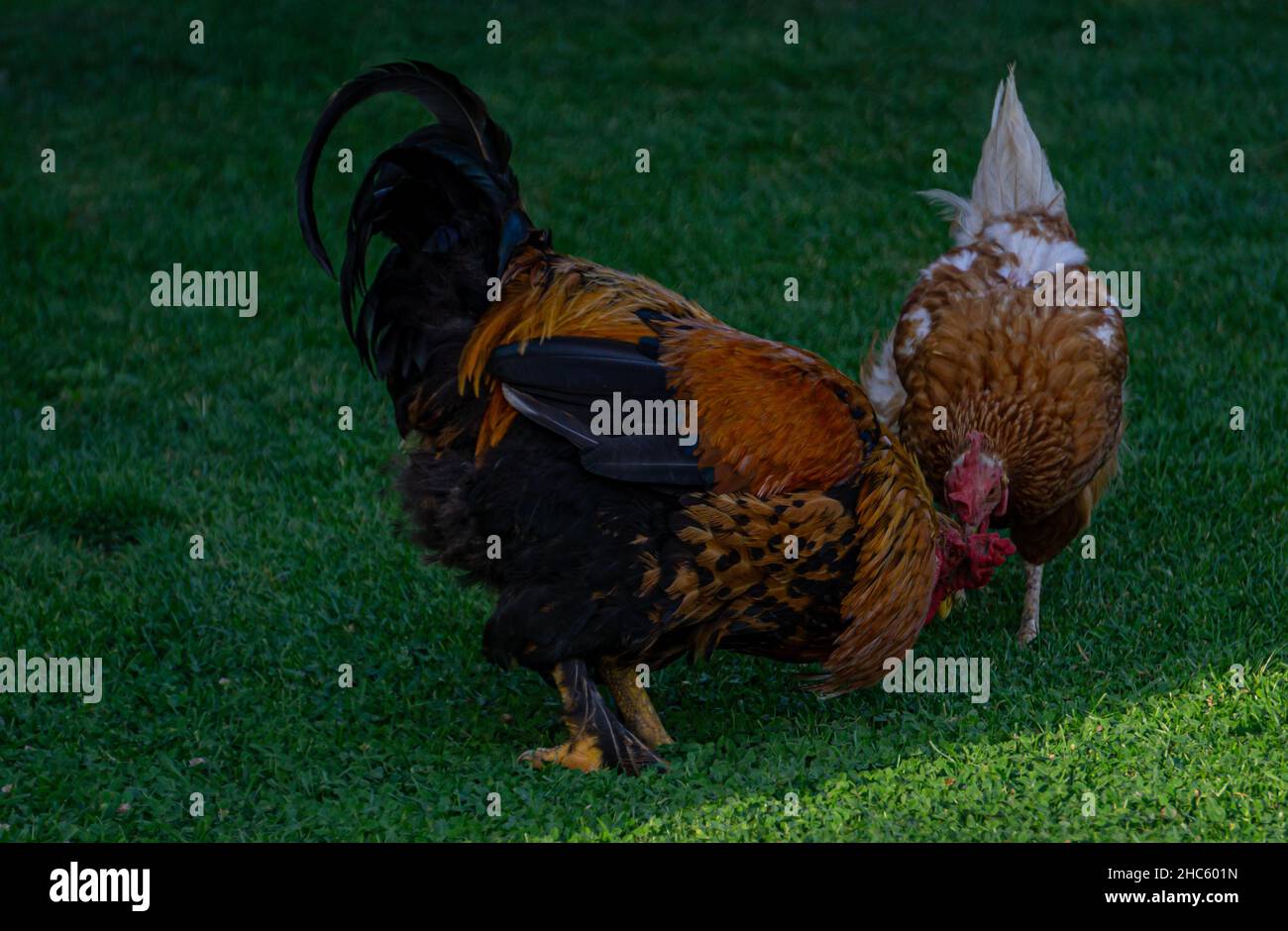 Big rooster hi-res stock photography and images - Alamy