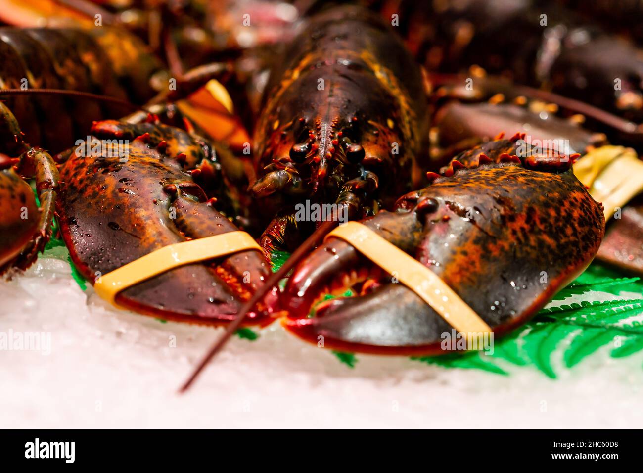 Gammarus hi-res stock photography and images - Alamy