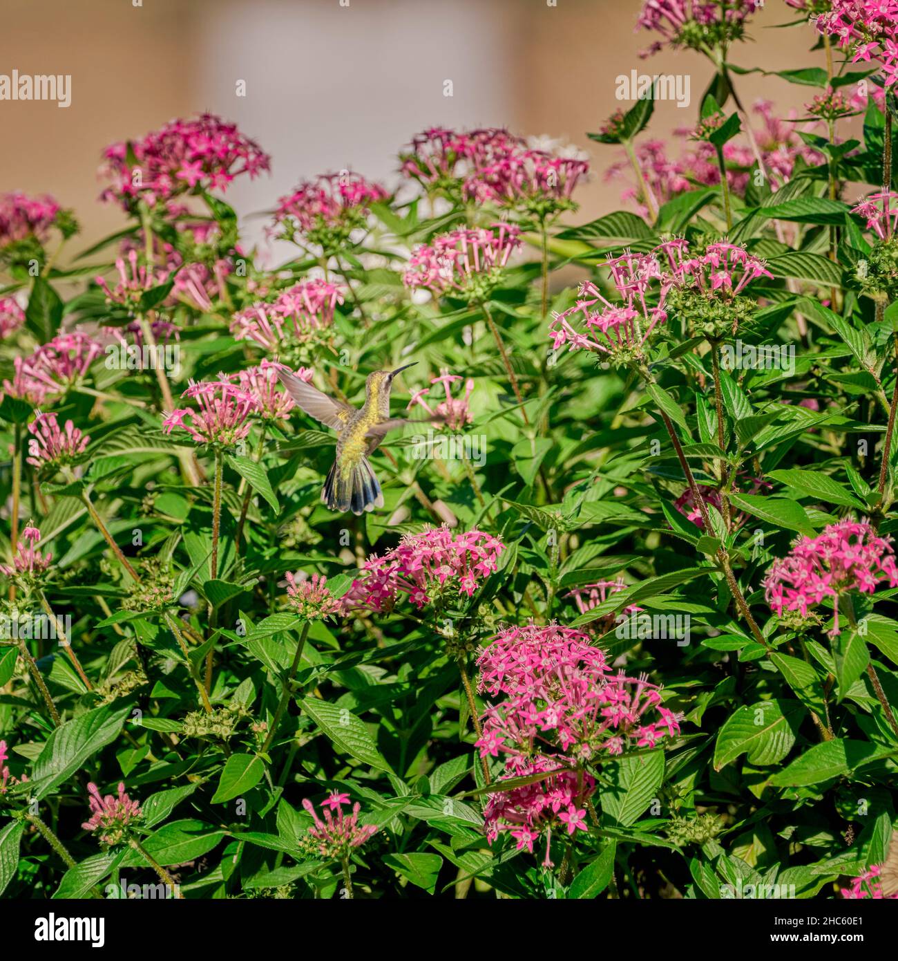Small hummingbird flying next to small and beautiful pink flowers Stock ...