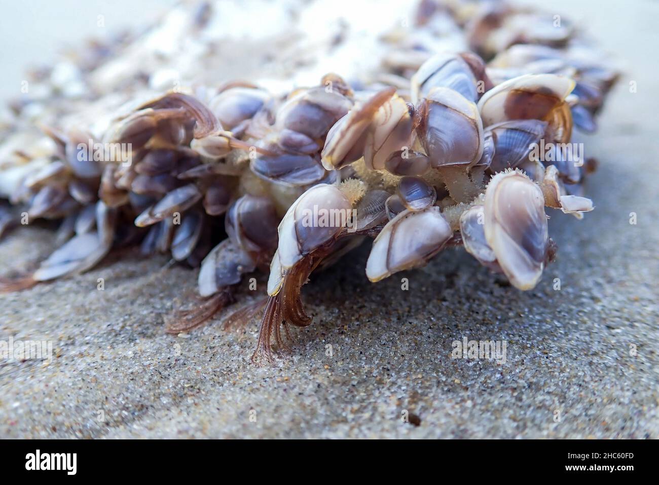 Selective focus shot of barnacles on a beach Stock Photo - Alamy