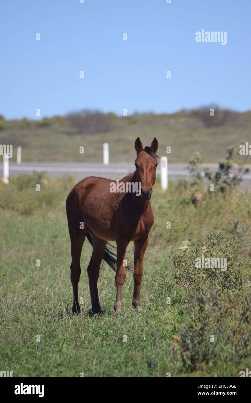 Brumby hi-res stock photography and images - Alamy