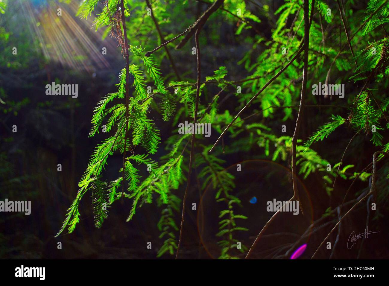 Very small leaves hi-res stock photography and images - Alamy