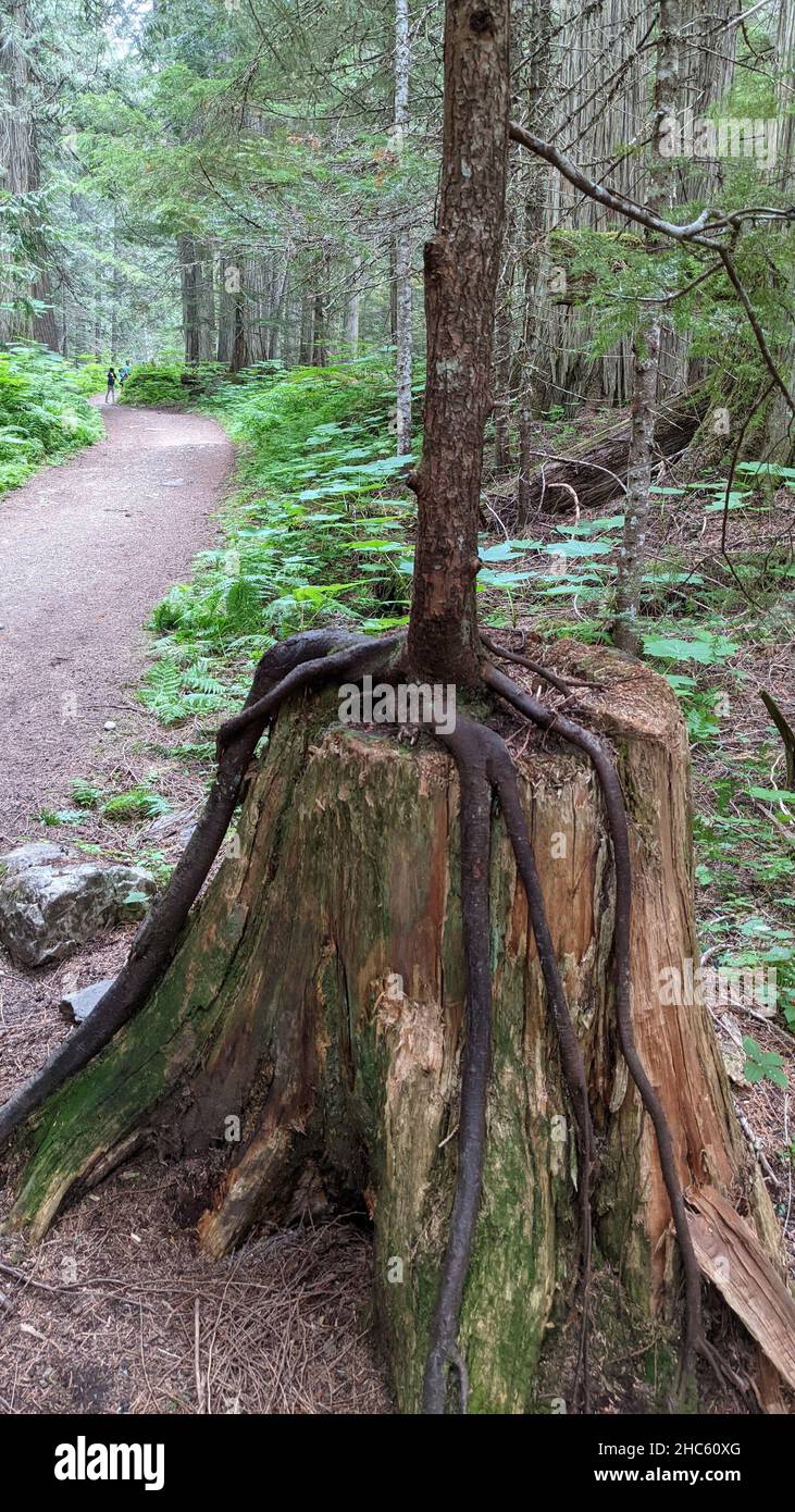 Parasite tree grown on top of dead tree trunk Stock Photo - Alamy