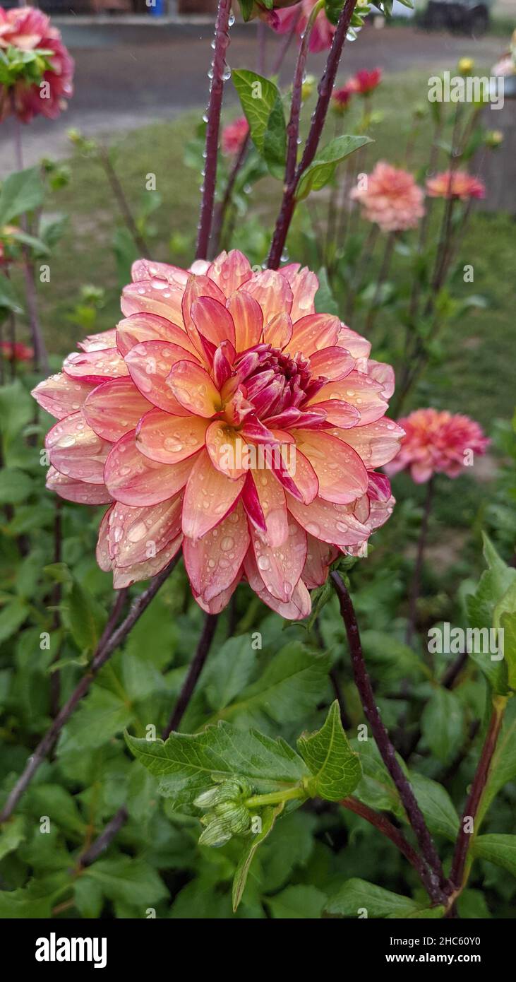 Close-up shot of Fresh Dahlia flowers in the garden with rain drops ...