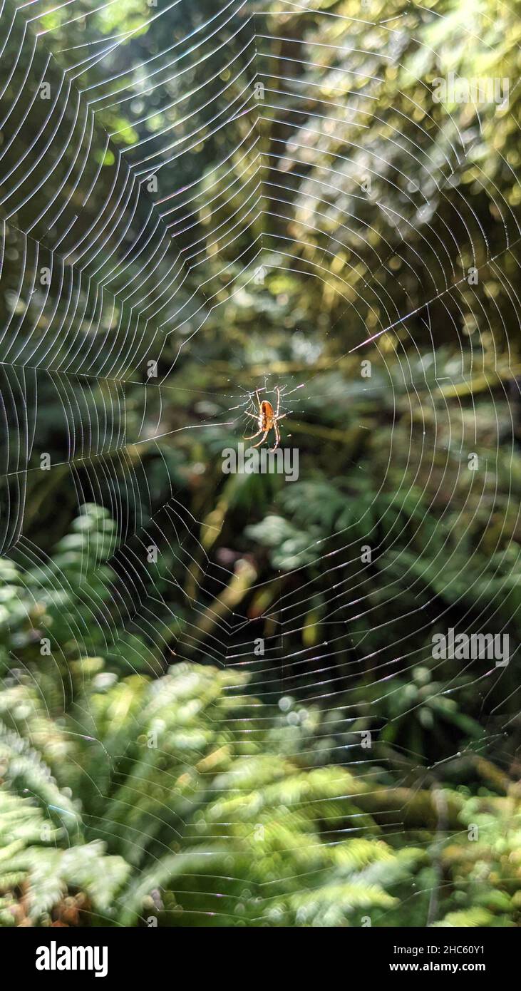 Spider building a circular spider web, a close-up shot with blurred ...