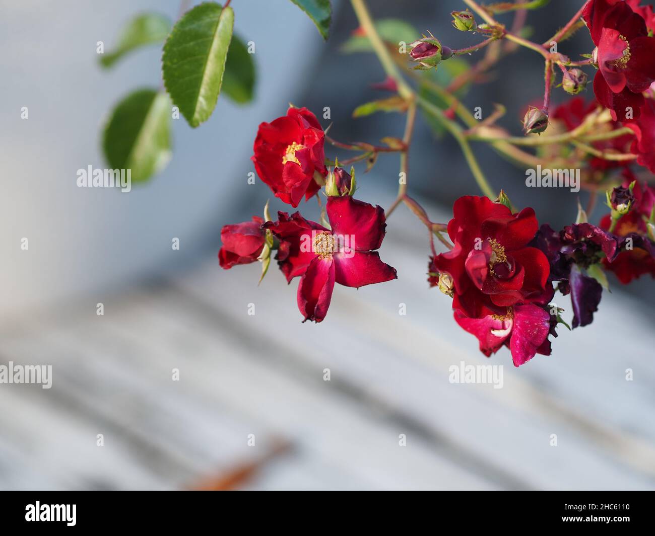 Chinese rose flowers hi-res stock photography and images - Alamy