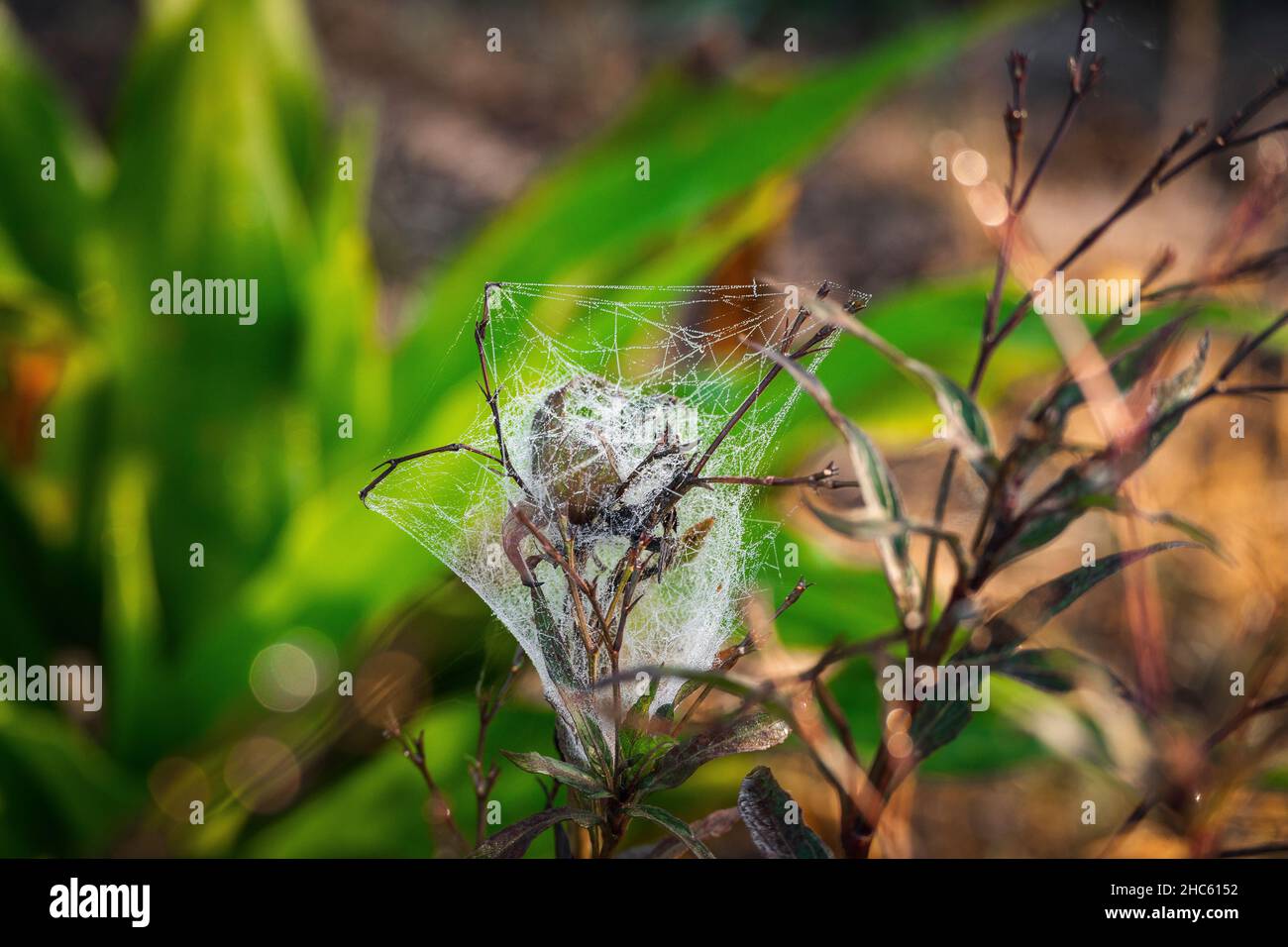 Spider web on the plant branches Stock Photo - Alamy