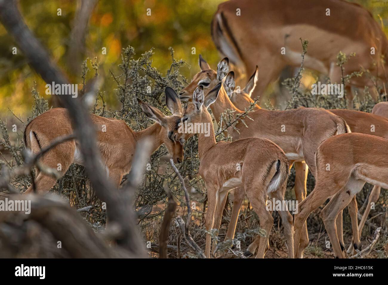 Group of baby deers in a meado Stock Photo - Alamy