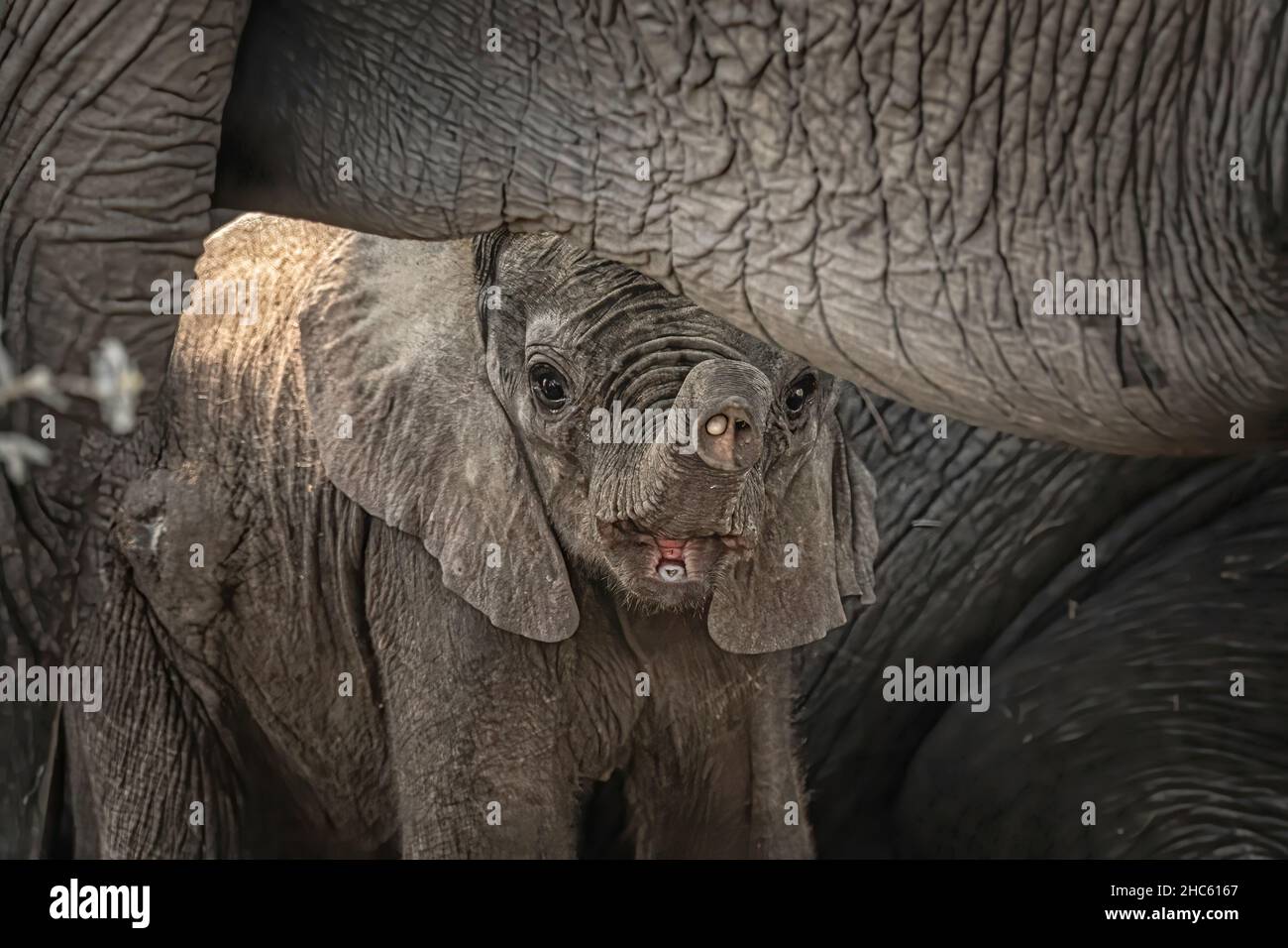 Baby elephant under its mother Stock Photo - Alamy