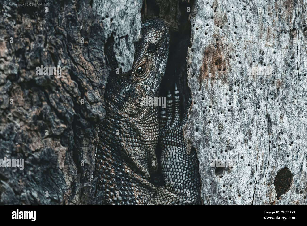 Big, grey lizard in a tree trunk Stock Photo - Alamy