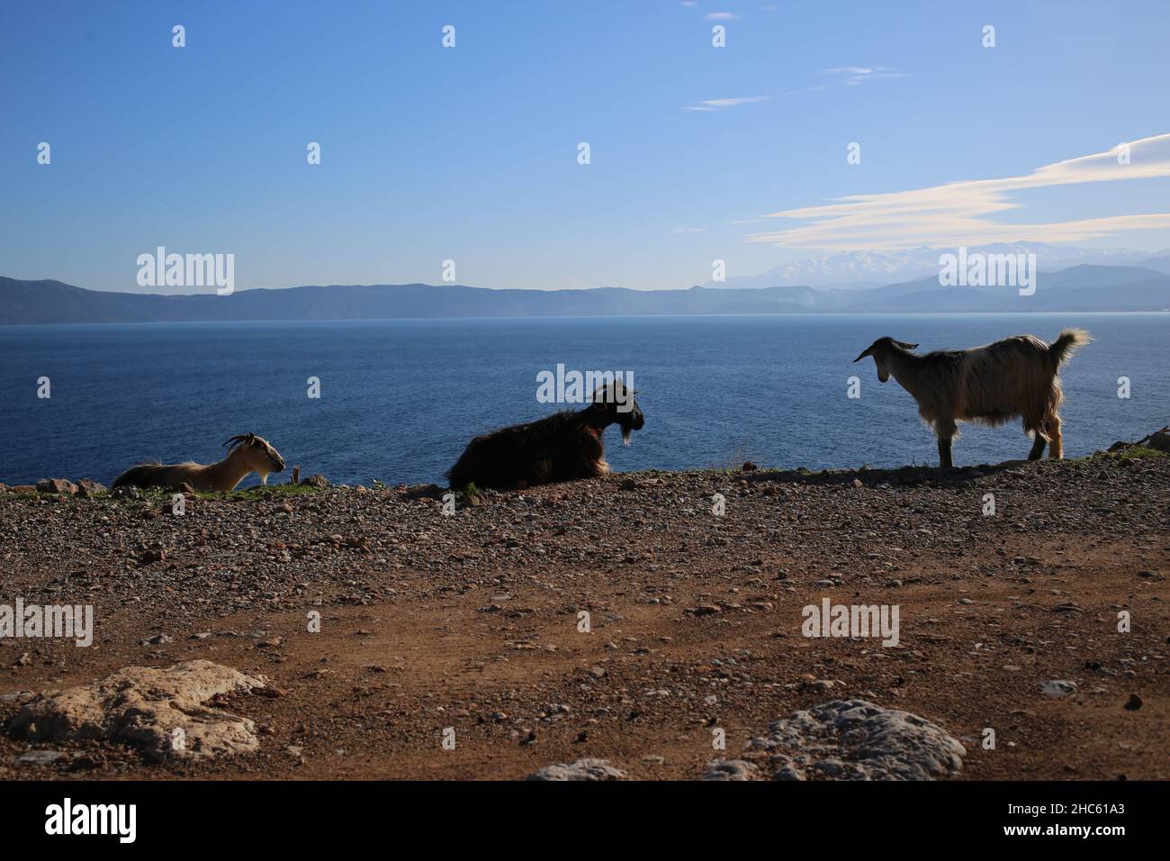Magnetic shot of the goats on Balos beach Crete Greece Stock Photo - Alamy