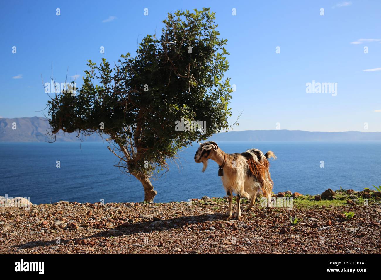 Beautiful scene of a goat on Balos beach, Crete, Greece Stock Photo - Alamy