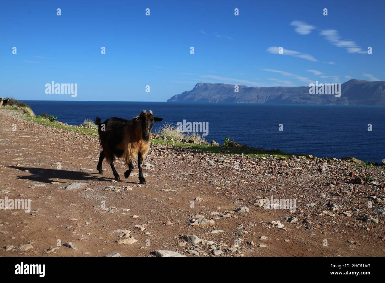Magnetic shot of the goats on Balos beach Crete Greece Stock Photo - Alamy