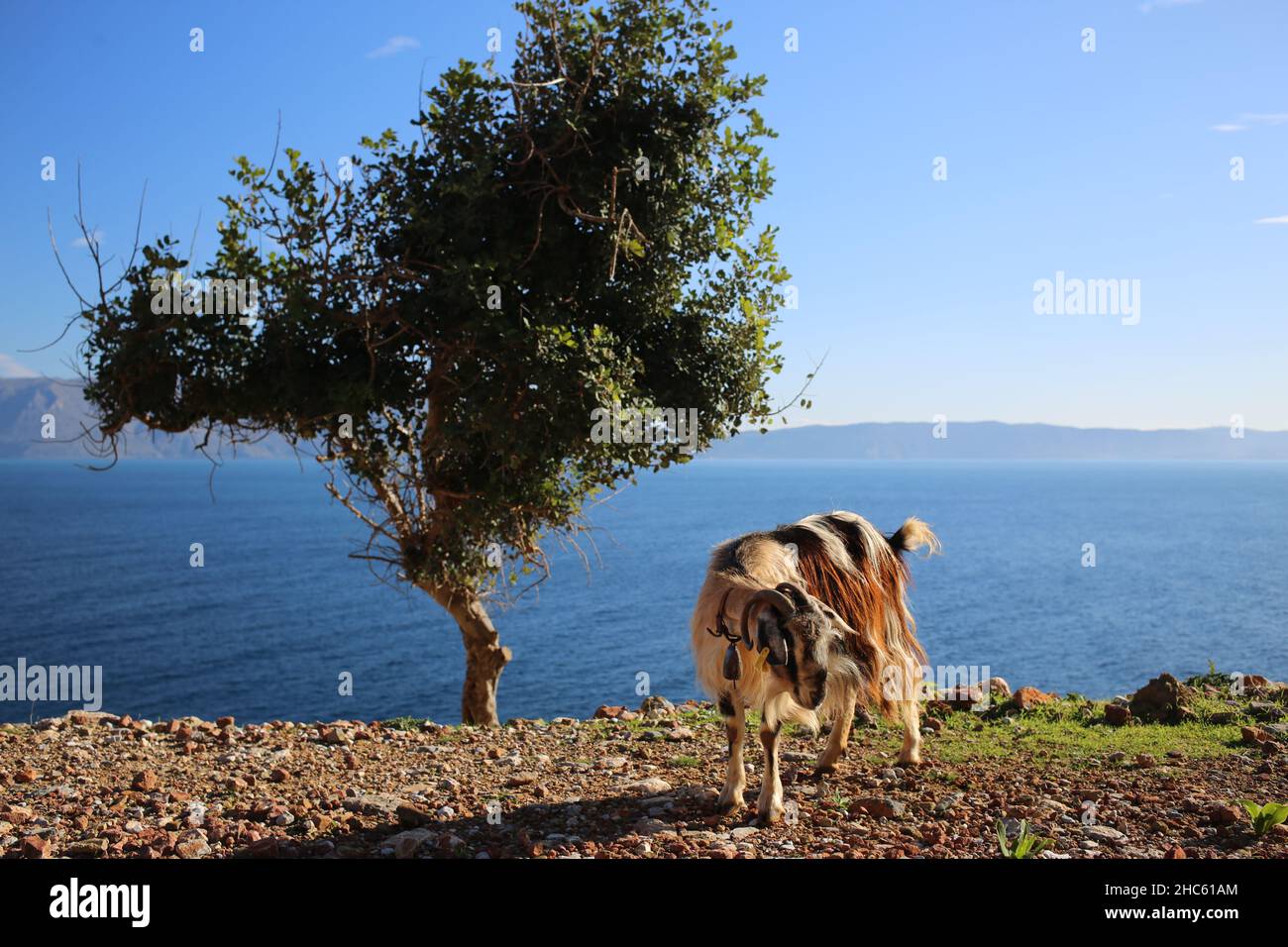 Beautiful shot of goat on Balos beach Stock Photo - Alamy