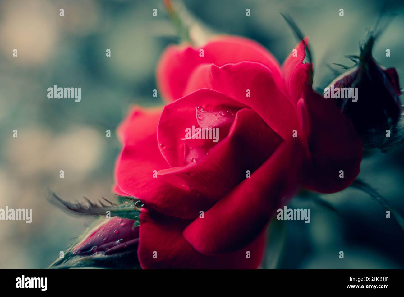 Close-up shot of fragile, red roses Stock Photo - Alamy
