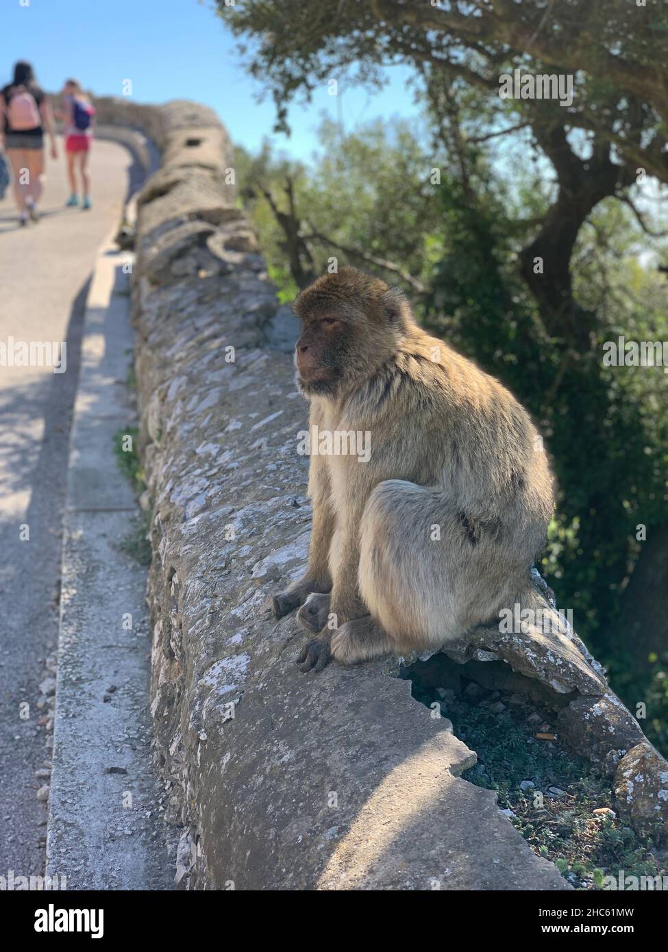 Machaque hi-res stock photography and images - Alamy