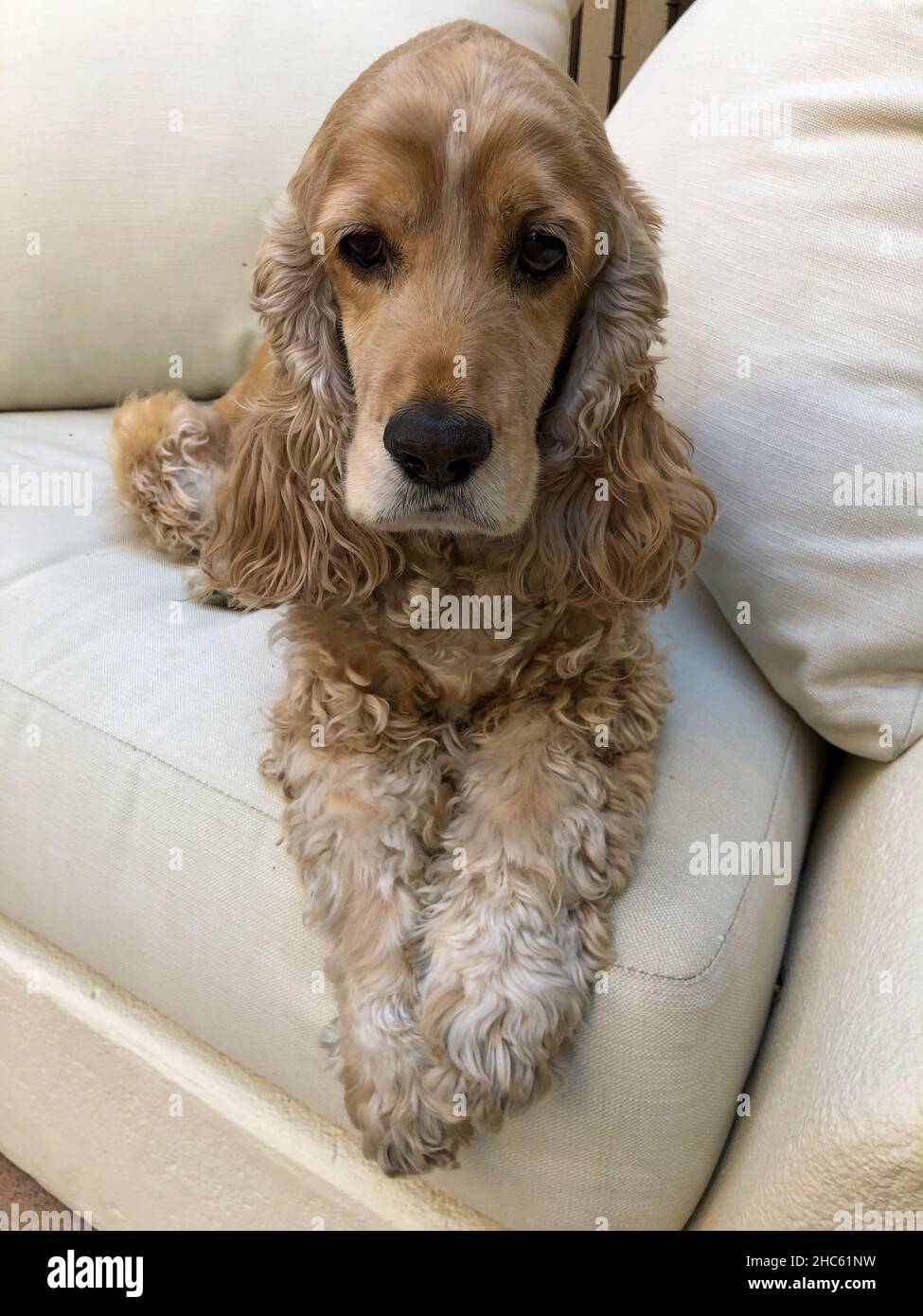 Cute English Cocker Spaniel sitting on the couch Stock Photo - Alamy