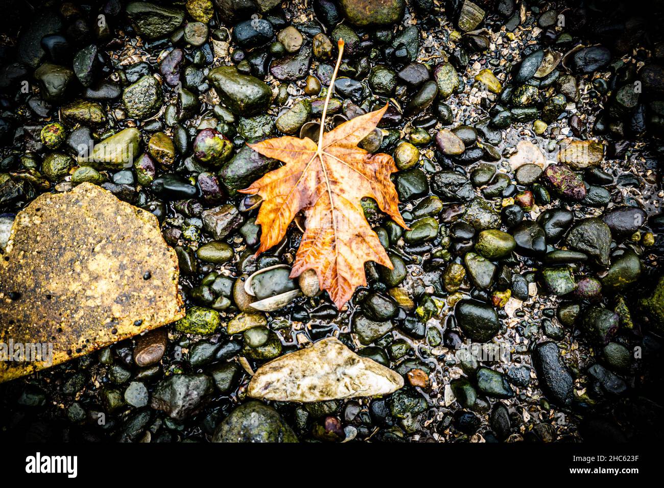 Overhead shot of a fallen maple leaf on stony ground Stock Photo - Alamy