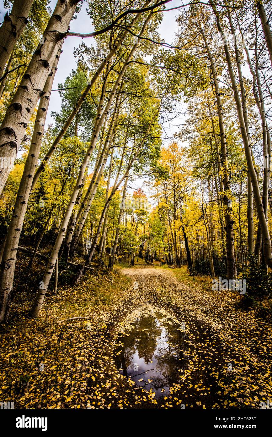 Flooded dirt path under a tunnel of trees with yellow foliage Stock ...