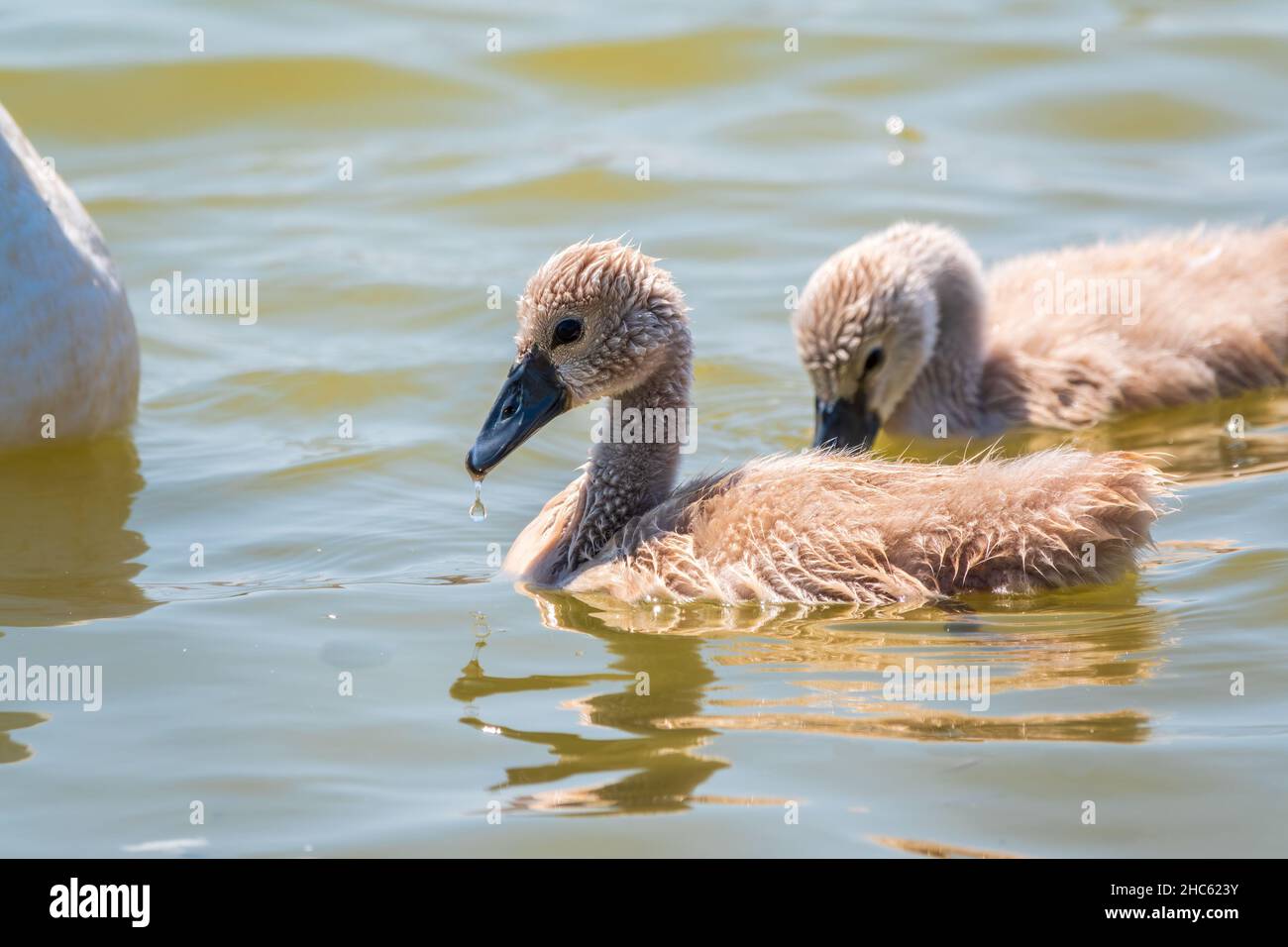 Beautiful baby cygnet mute swan fluffy grey and white chicks ...