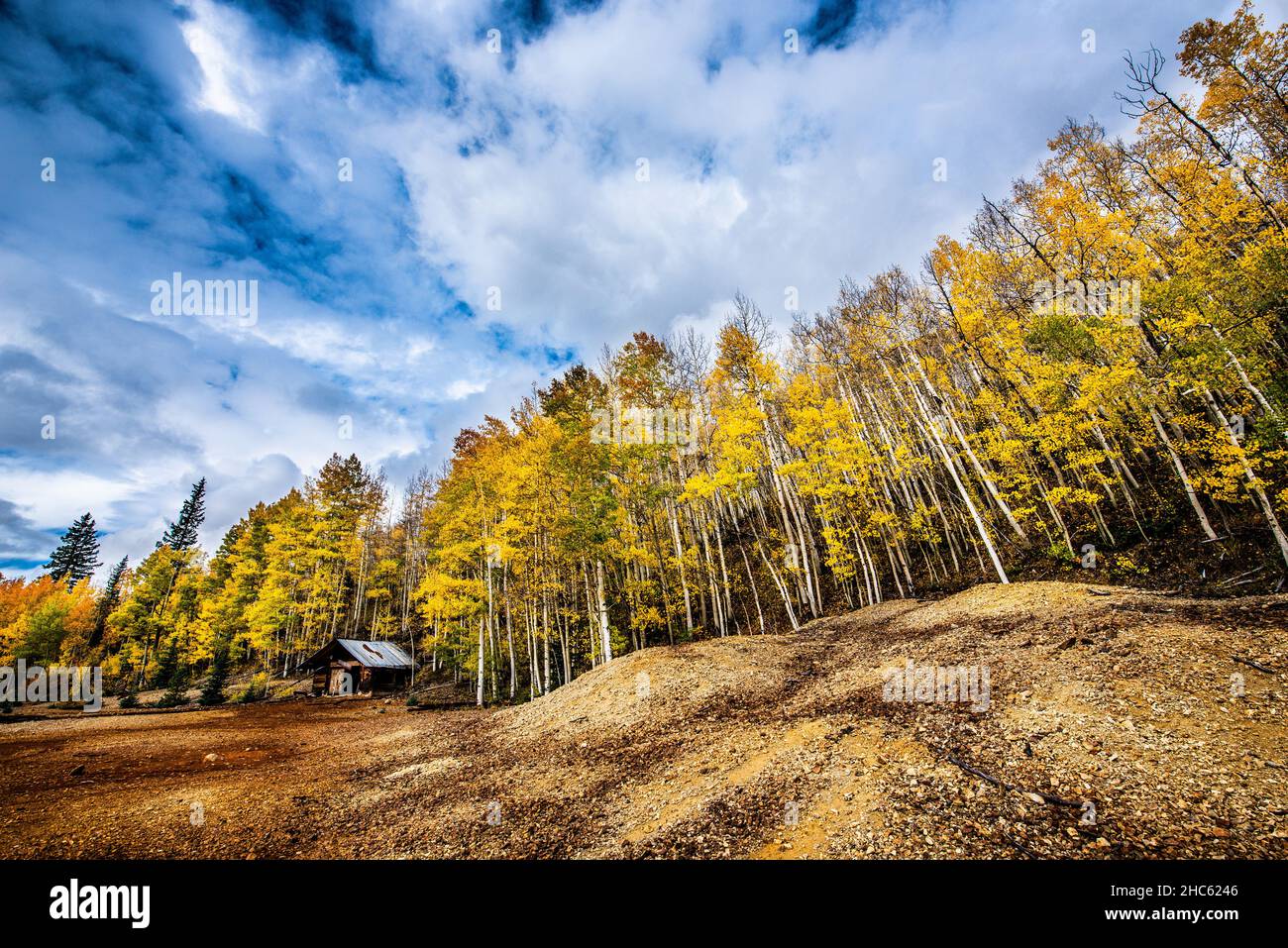 Low angle shot of trees on the edge of the woods with a small shack on ...
