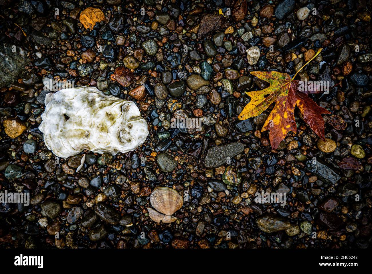Overhead shot of pebbles, shells and a male leaf on the shore ...