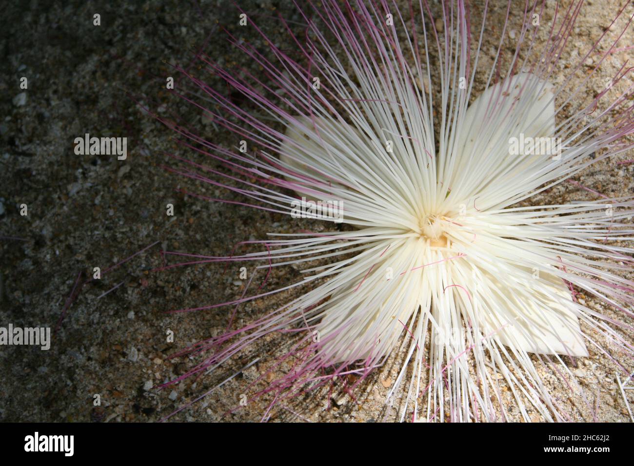 Fish poison tree hi-res stock photography and images - Alamy