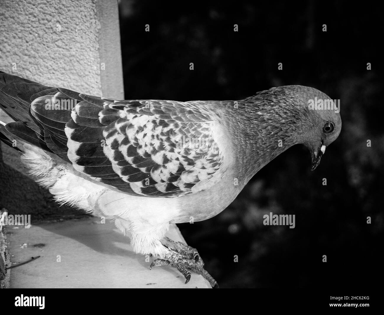 Pigeon environment hi-res stock photography and images - Alamy