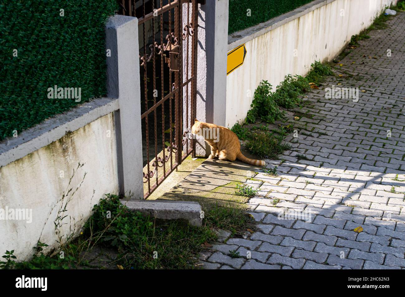 Furry wandering cat standing in front of a gate Stock Photo - Alamy