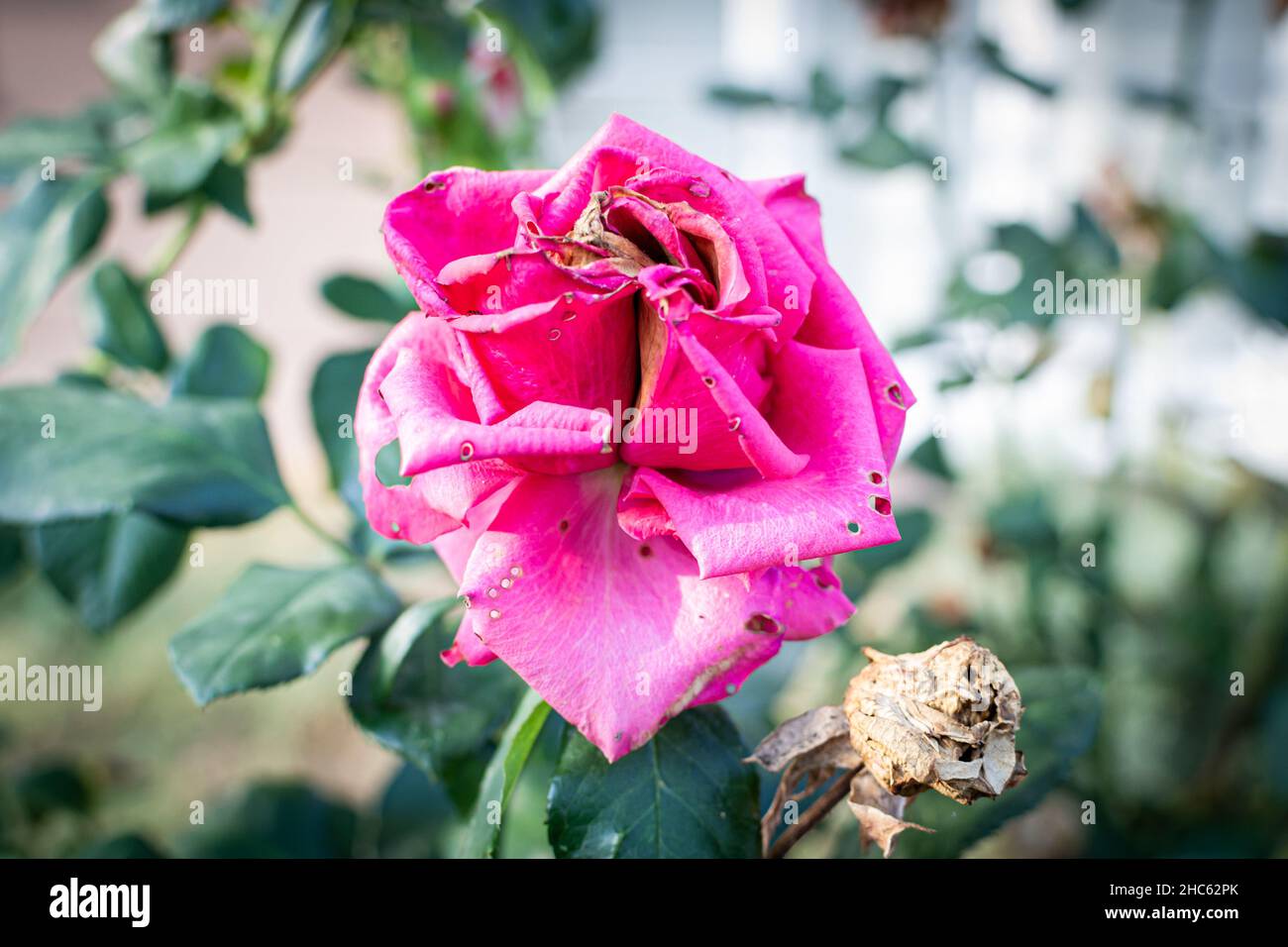 China rose rosa chinensis hi-res stock photography and images - Alamy